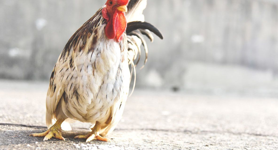 Gentle Chicken Breeds | Kids Chicken Coops | Best Chicken Coops